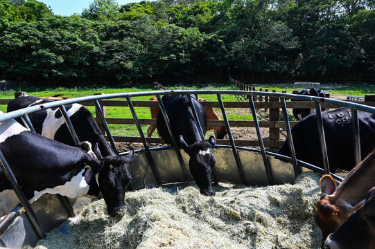 "Cows Staring" Images – Browse 29 Stock Photos, Vectors, and Video ...
