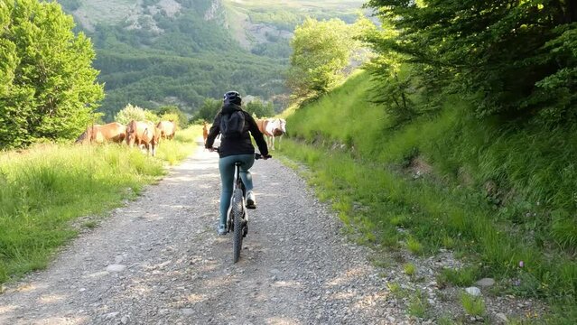 "Colla-Bilder: Stock-Fotos & -Videos. | Adobe Stock