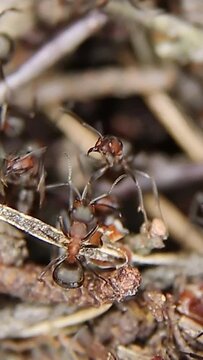 "Soldier Ant"-Bilder: Stock-Fotos & -Videos. | Adobe Stock