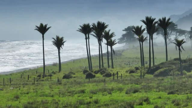 "Nikau Palm" Images – Browse 347 Stock Photos, Vectors, and Video ...