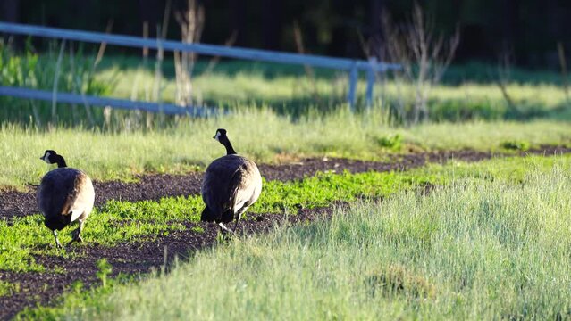 Gooseling bilder – Bläddra bland 134 stockfoton, vektorer och videor ...