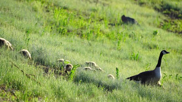 Gooseling bilder – Bläddra bland 134 stockfoton, vektorer och videor ...