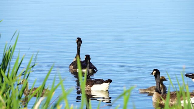 Gooseling bilder – Bläddra bland 134 stockfoton, vektorer och videor ...