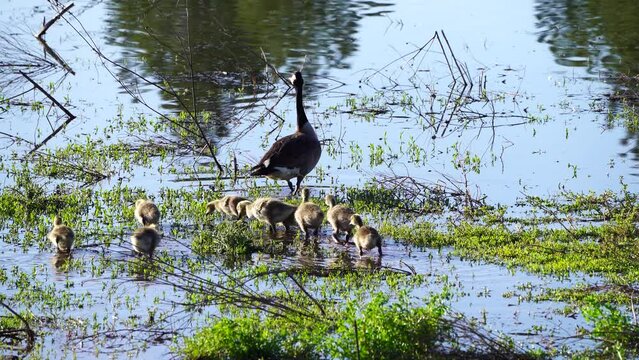 Gooseling bilder – Bläddra bland 134 stockfoton, vektorer och videor ...