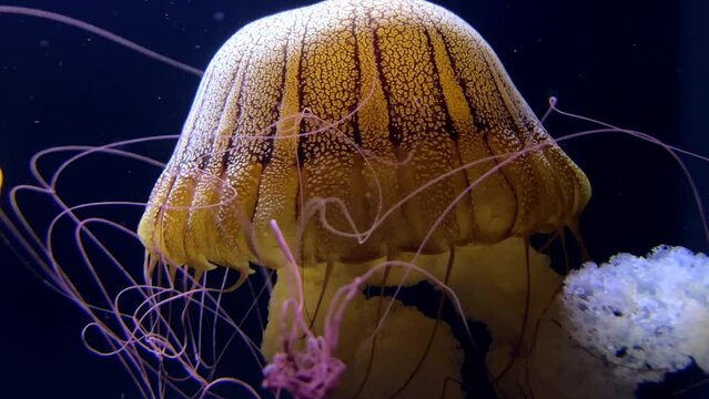 Sea Nettle Images – Browse 158,395 Stock Photos, Vectors, and Video ...