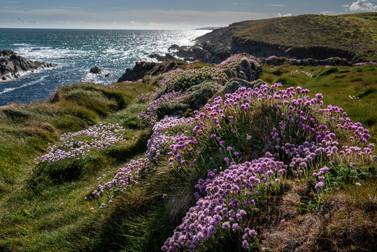 รูปภาพ"Toe Head" – เลือกดูภาพถ่ายสต็อก เวกเตอร์ และวิดีโอ7 | Adobe Stock