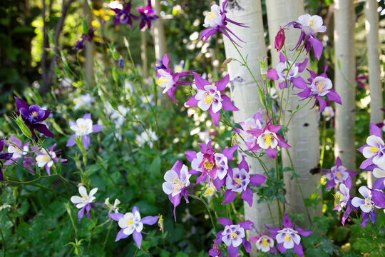 "Columbine Flower" Images – Browse 858 Stock Photos, Vectors, and Video ...