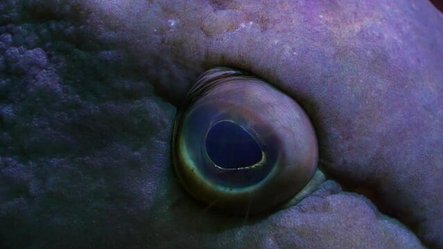 "Fish Eye" Images – Browse 11,605 Stock Photos, Vectors, and Video ...