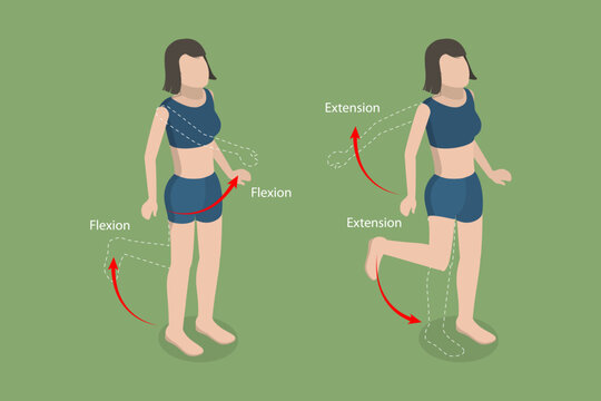 รูปภาพFlexion – เลือกดูภาพถ่ายสต็อก เวกเตอร์ และวิดีโอ8,126 | Adobe Stock