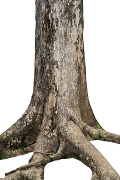 "Old Tree" Images – Browse 56,726 Stock Photos, Vectors, and Video ...