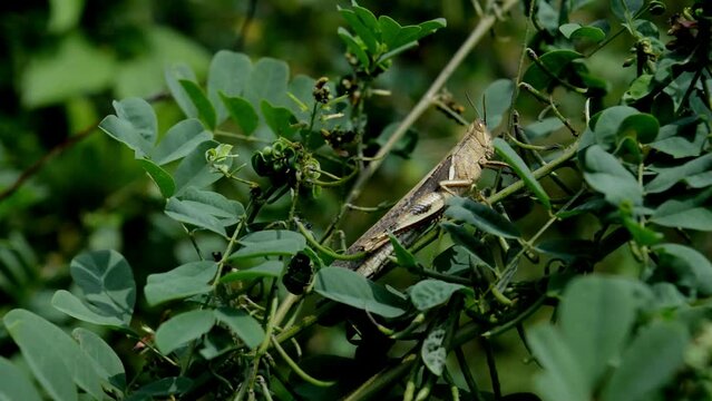 Grashopper Images – Browse 550 Stock Photos, Vectors, and Video | Adobe ...