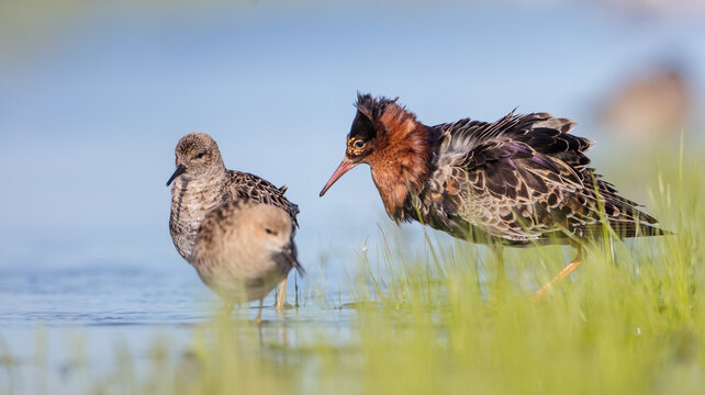 Brushane bilder – Bläddra bland 4,883 stockfoton, vektorer och videor ...