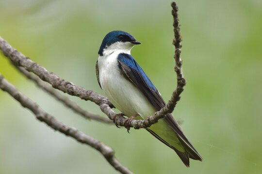 Svalor bilder – Bläddra bland 92,623 stockfoton, vektorer och videor ...