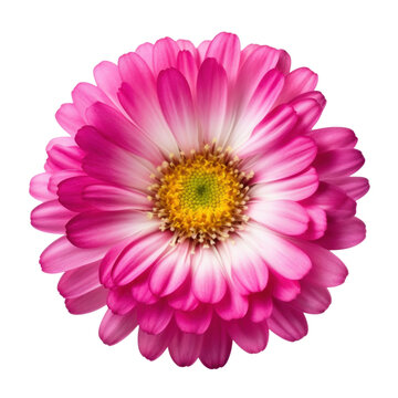 Pink Daisy Flower