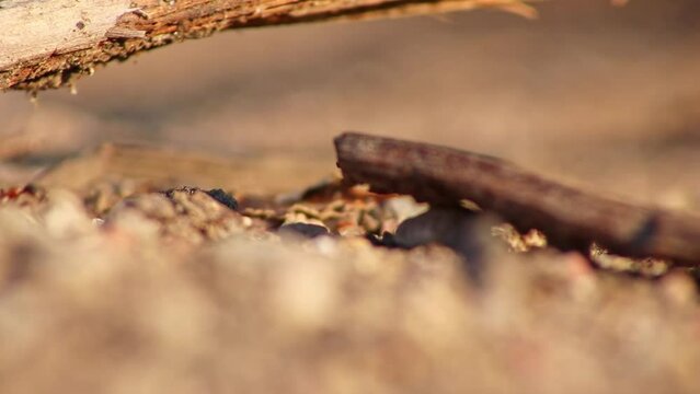 "Ant Hill" Images – Browse 4,092 Stock Photos, Vectors, and Video | Adobe Stock