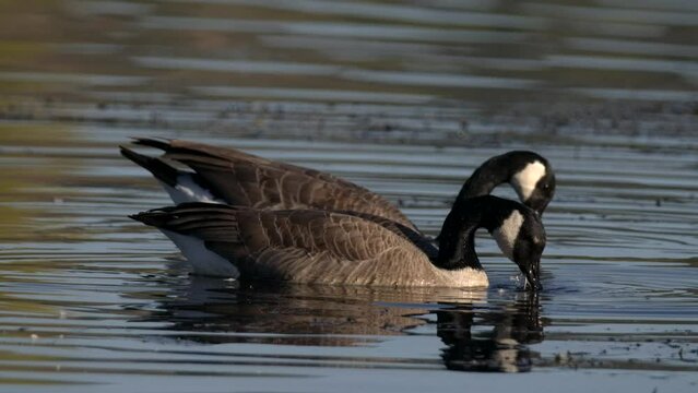 "Canada Geese" Images – Browse 50,012 Stock Photos, Vectors, and Video ...