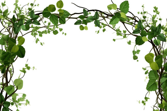 Green Vine Border
