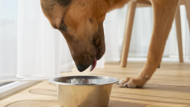 Dog Eating, Dog Food Images – Browse 181,626 Stock Photos, Vectors, and ...
