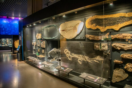Extinction Human Images – Browse 7,546 Stock Photos, Vectors, and Video ...