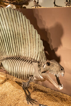 Synapsid Images – Browse 162 Stock Photos, Vectors, and Video | Adobe Stock