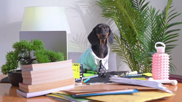 Dog Boss Images – Browse 10,350 Stock Photos, Vectors, and Video ...