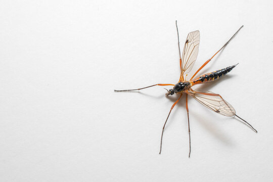 "Mosquito Hawk" Bilder – Durchsuchen 5,972 Archivfotos, Vektorgrafiken ...