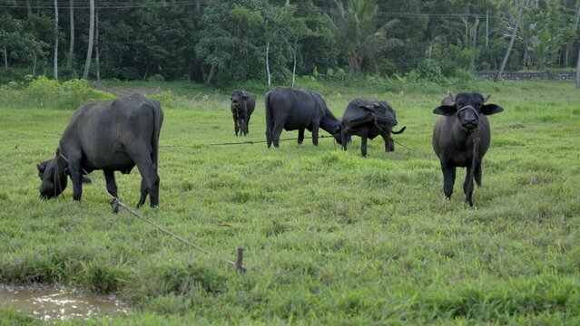 "Indian Buffalo" - Images et vidéos libres de droits | Adobe Stock