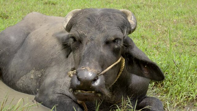 "Indian Buffalo" Images – Browse 901 Stock Photos, Vectors, and Video ...