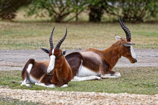 Buntbock Images – Browse 28 Stock Photos, Vectors, and Video | Adobe Stock