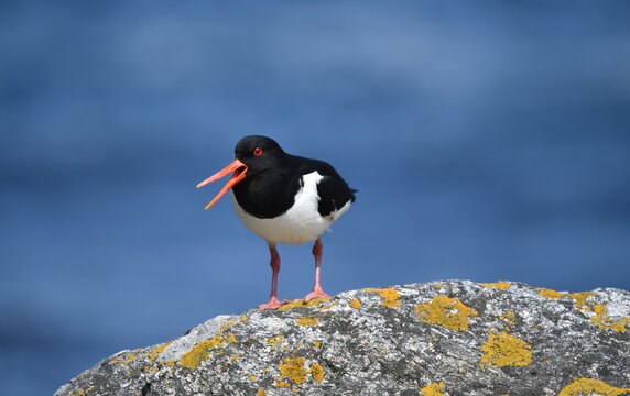 Alcid Bilder – Durchsuchen 36,564 Archivfotos, Vektorgrafiken und ...