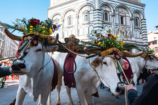 "White Bull" Bilder – Durchsuchen 237 Archivfotos, Vektorgrafiken und ...