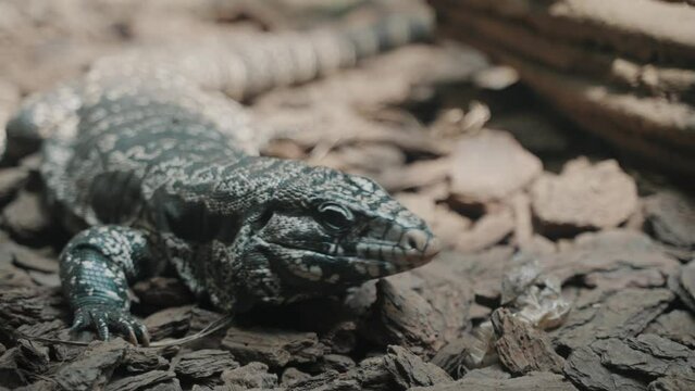 Tegu Lizard"」の写真素材 | 335件の無料イラスト画像 | Adobe Stock