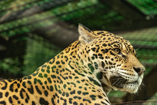 精悍 Images – Browse 878 Stock Photos, Vectors, and Video | Adobe Stock