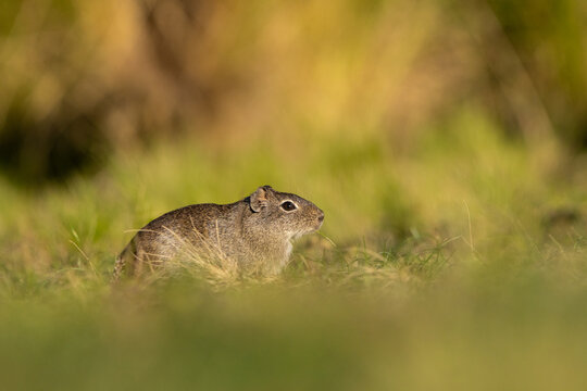 Microcavia Images – Browse 16 Stock Photos, Vectors, and Video | Adobe ...