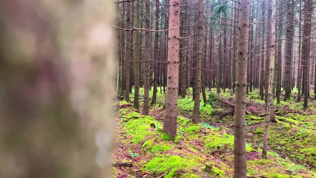 G36 影像 – 瀏覽 436 個素材庫相片、向量圖和影片 | Adobe Stock