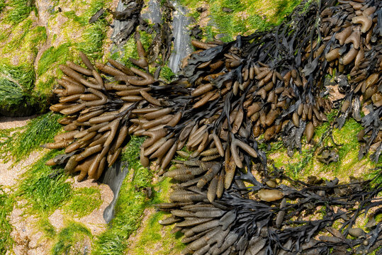 Imagens de Wrack – Explore Fotografias do Stock, Vetores e Vídeos de ...