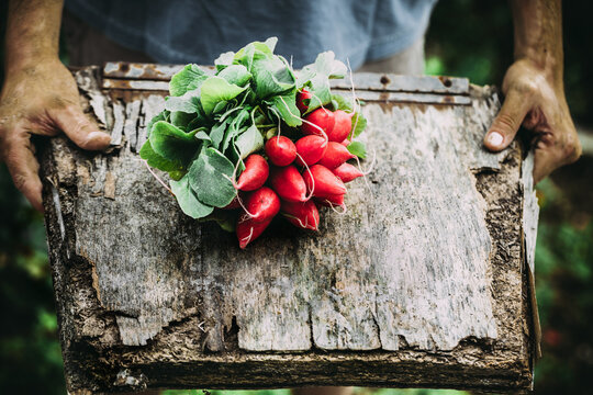 "Red Cole" Bilder – Durchsuchen 28,305 Archivfotos, Vektorgrafiken und ...