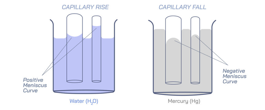 Capillary Action Diagram
