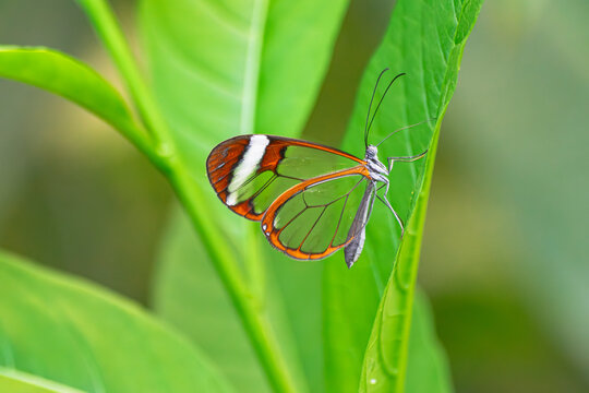 รูปภาพGlasswing – เลือกดูภาพถ่ายสต็อก เวกเตอร์ และวิดีโอ1,021 | Adobe Stock