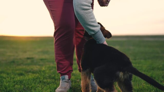 "Dog Training" Images – Browse 34,929 Stock Photos, Vectors, and Video ...