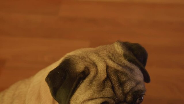 Obrázky "Dog Intelligence" – procházejte fotografie, vektory a videa ...