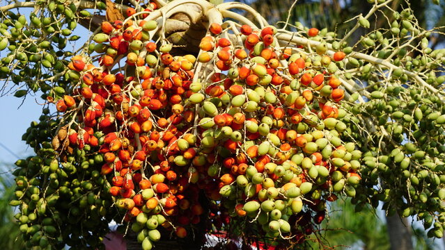 "Pinang Bilder – Durchsuchen 2,703 Archivfotos, Vektorgrafiken und ...