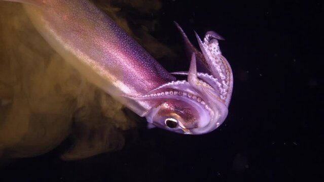 "Squid Ink" Images – Browse 71,837 Stock Photos, Vectors, and Video ...