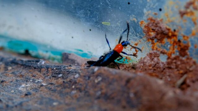 "Blister Beetle" Images – Browse 1,446 Stock Photos, Vectors, and Video ...