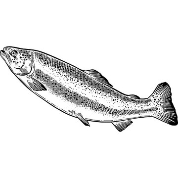 Rainbow Trout Outline
