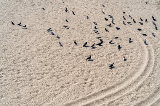 "Lots Of Birds" Images – Browse 78 Stock Photos, Vectors, and Video ...