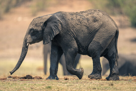 "Elephant Walking" Images – Browse 6,145 Stock Photos, Vectors, and ...