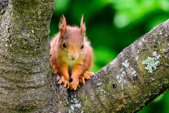"Chip Monk" Bilder – Durchsuchen 75,940 Archivfotos, Vektorgrafiken und ...
