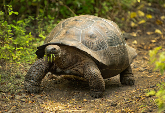 "Galapagos Tortoise" Images – Browse 4,417 Stock Photos, Vectors, and ...