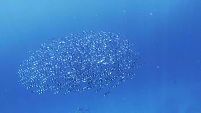 "Mud Shark" Images – Browse 137 Stock Photos, Vectors, and Video ...